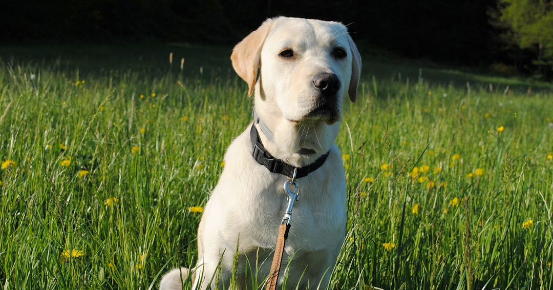 La raza de Labrador Retriever sigue siendo la más popular en Estados ...