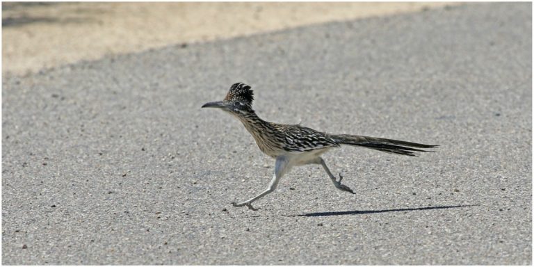 La gran mentira sobre «El Coyote y el Correcaminos» que no sabías - Canal 1